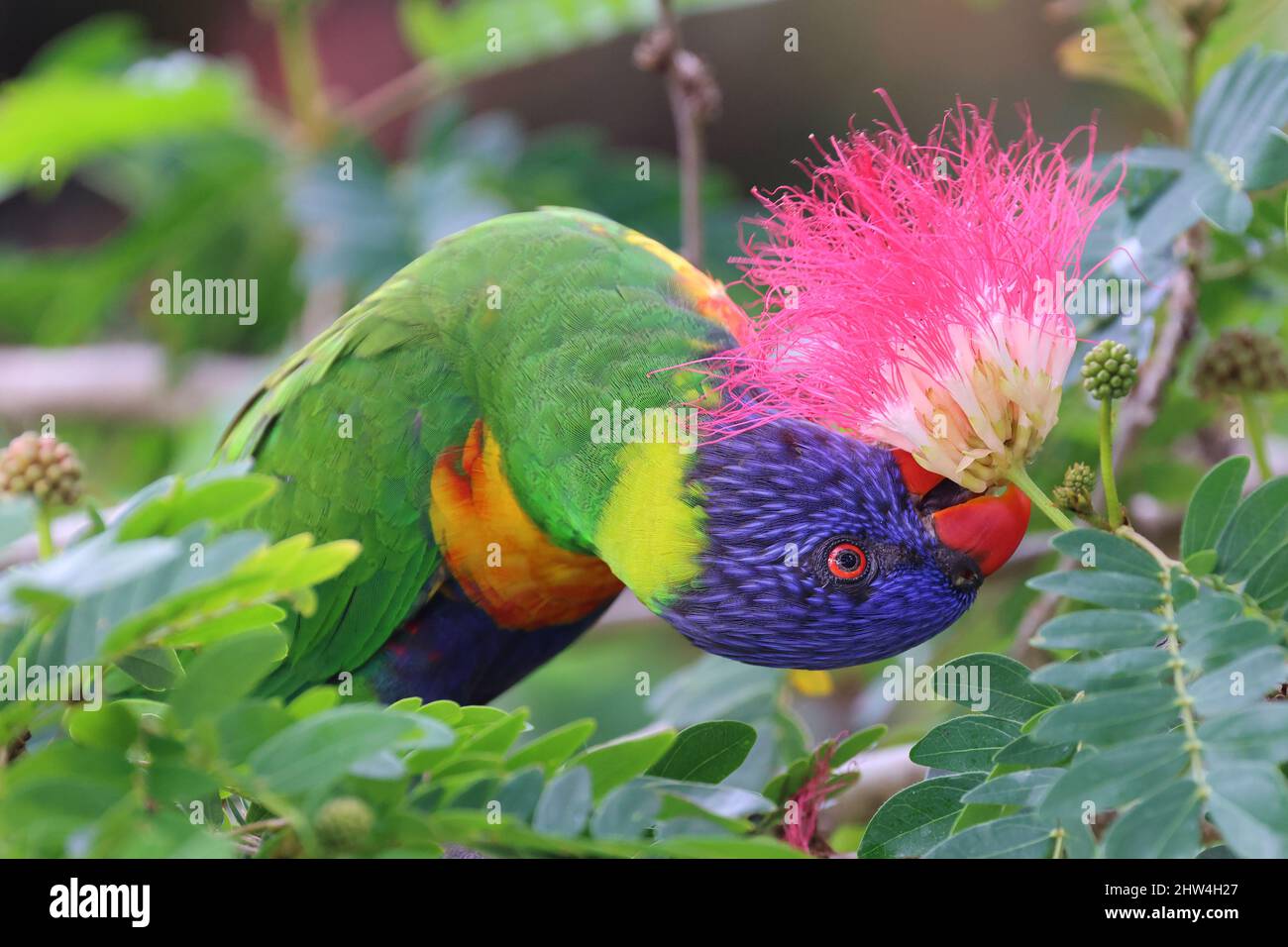 Rainbow Lorikeet feeding on nectar of the Mexican Flame Bush Stock ...
