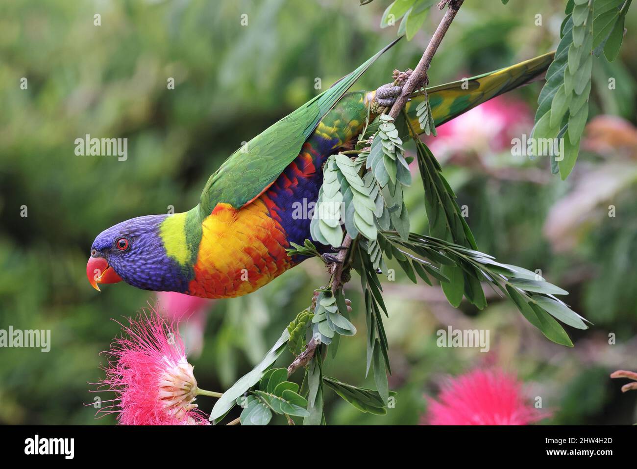Rainbow Lorikeet feeding on nectar of the Mexican Flame Bush Stock ...