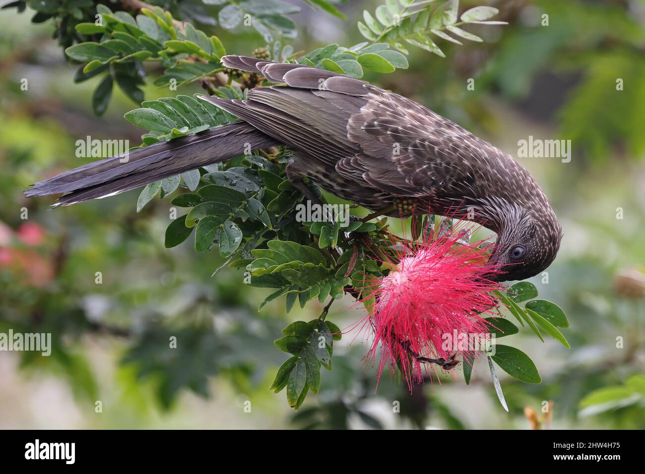 Little Wattle Bird feeding on nectar of the Mexican Flame Bush Stock ...