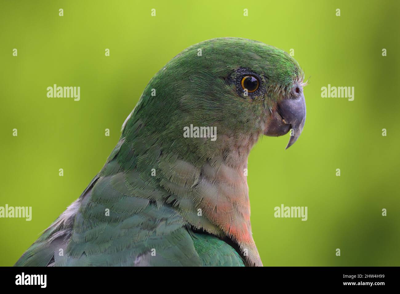 Female King Parrot with green background Stock Photo - Alamy