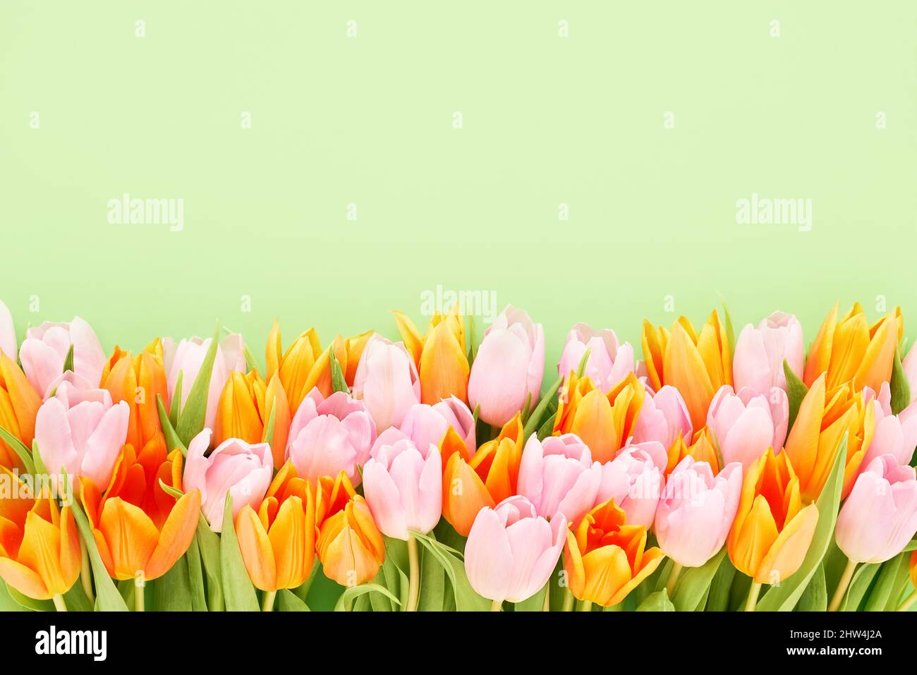 Pink and orange tulips on a green background. Mothers Day, Valentines ...