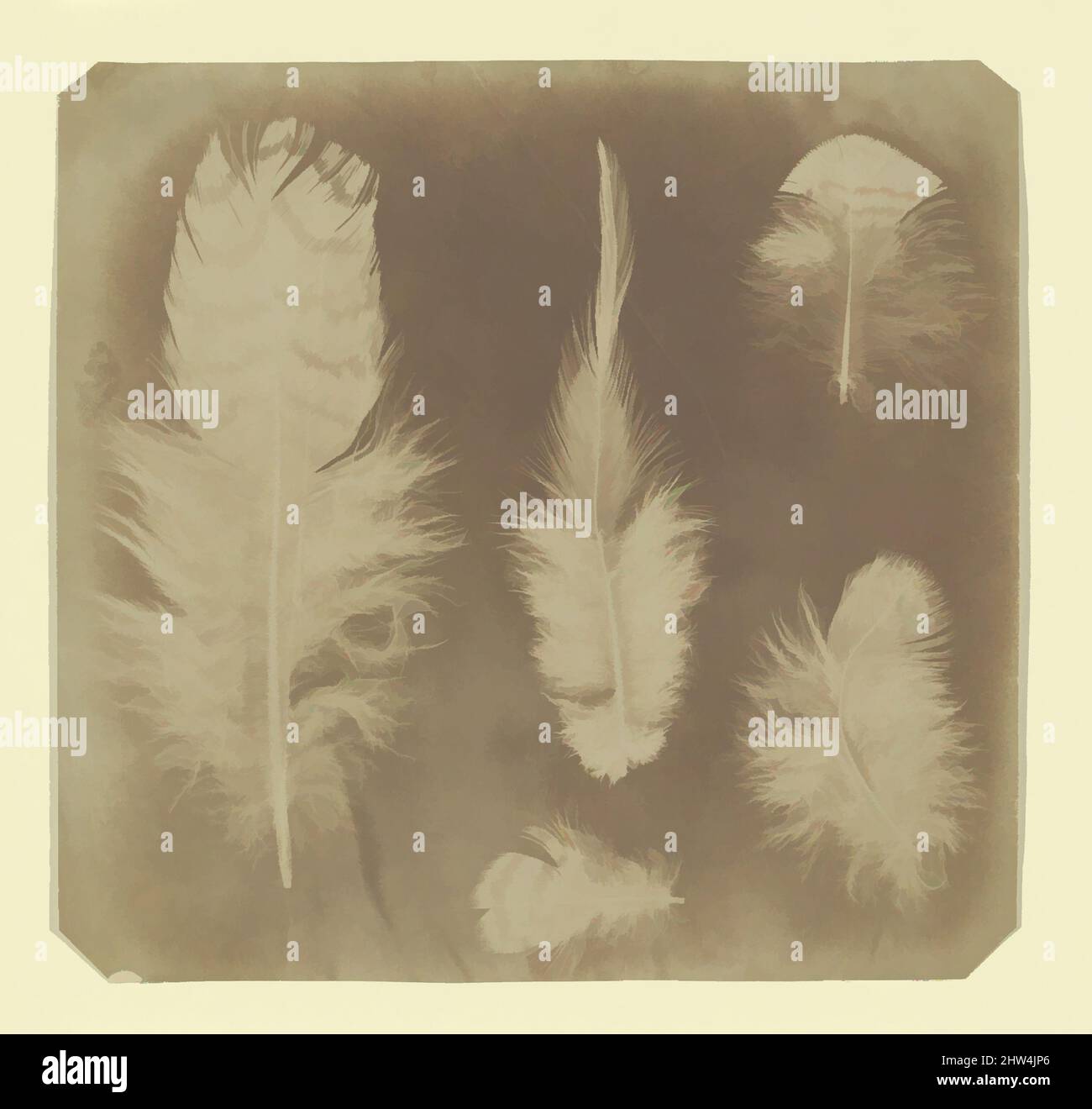 Art inspired by Chicken Feathers, ca. 1840, Photogenic drawing negative ...