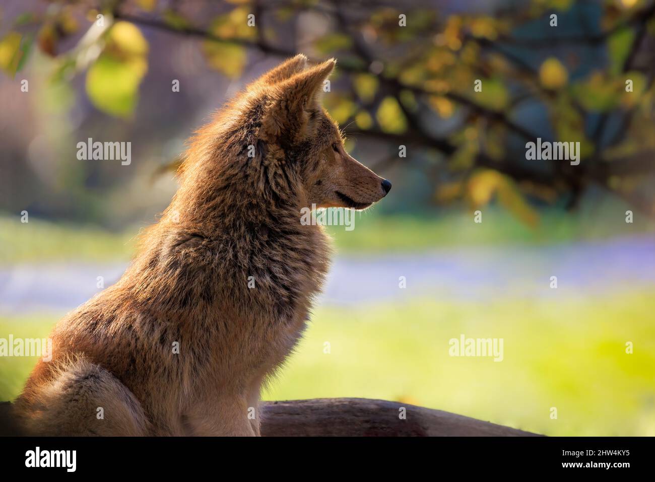 Closeup of Eastern Coyote sitting on balcony Stock Photo - Alamy