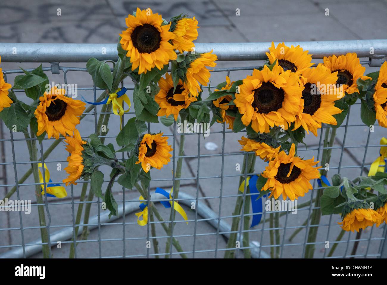 Ukraine national flower hi-res stock photography and images - Alamy