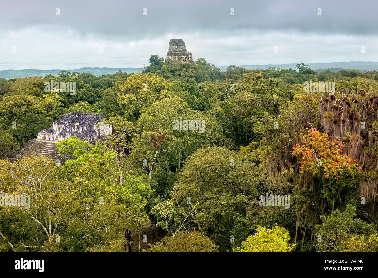 Temple IV rises above the jungle at Tikal National Park, Petén ...