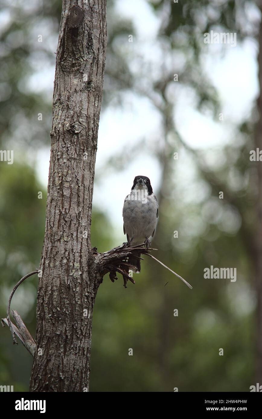 Australian butcher bird perched on a broken tree branch Stock Photo - Alamy