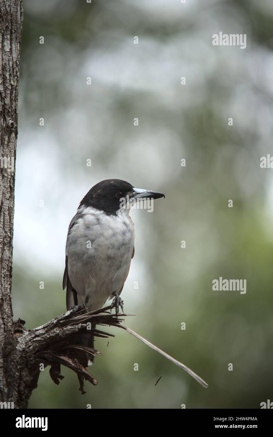Australian butcher bird hi-res stock photography and images - Alamy