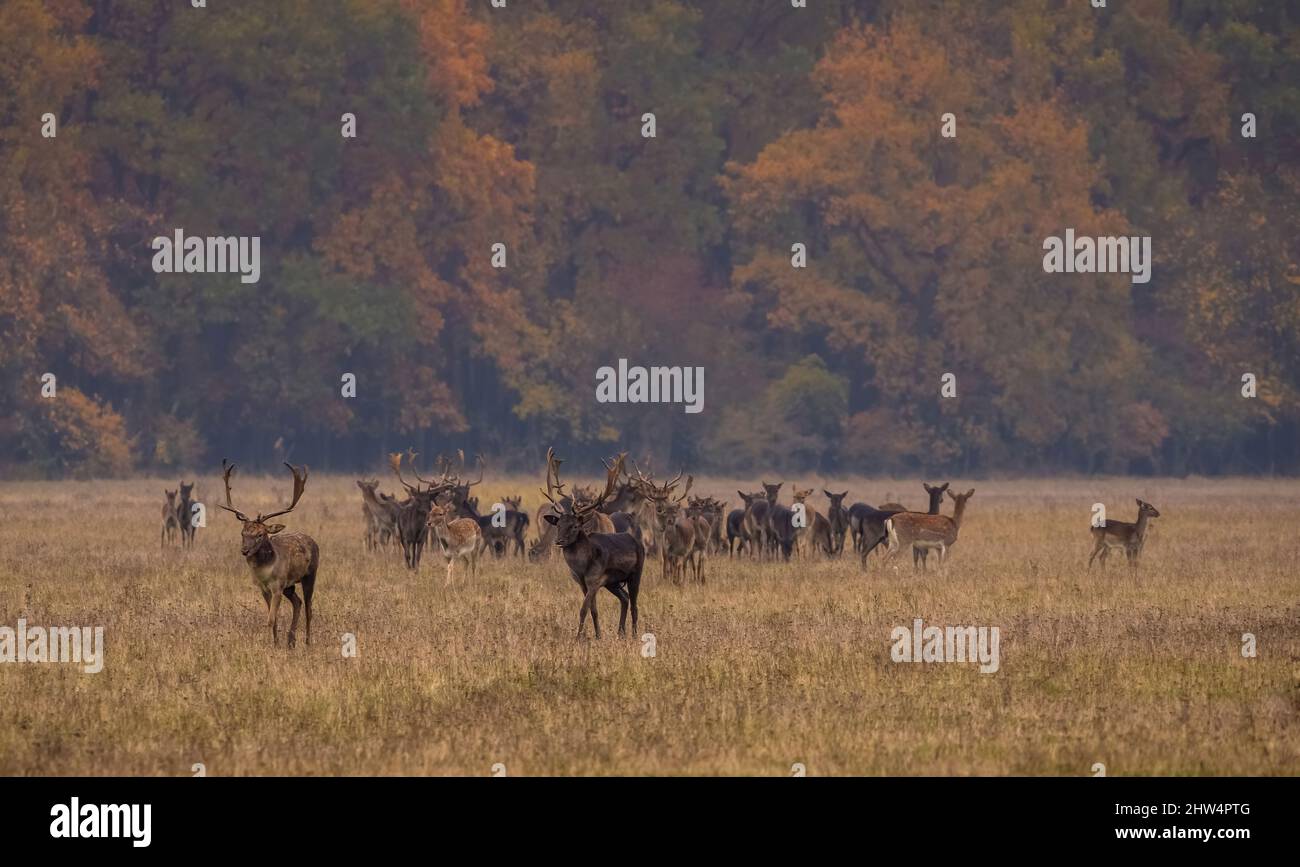 Wild deer(dama dama) in autumn magic morning, in the forests of Romania ...