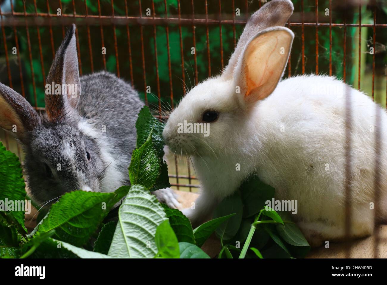 Two little cute Rabbit in a cage eating some plants or leaves. Grey and ...
