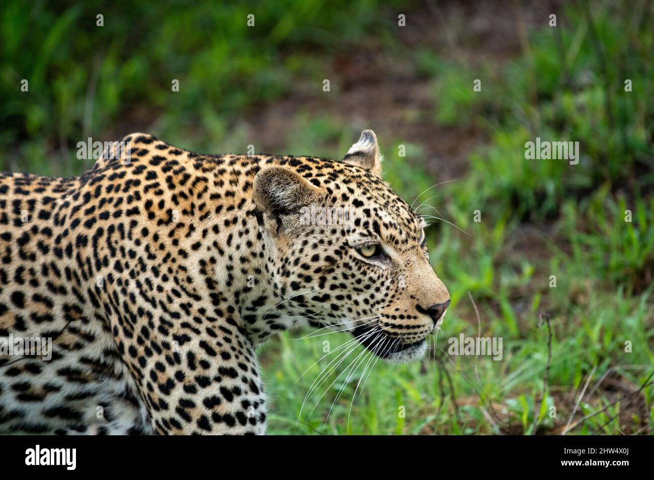 African leopard moving through the bush in South Africa Stock Photo - Alamy