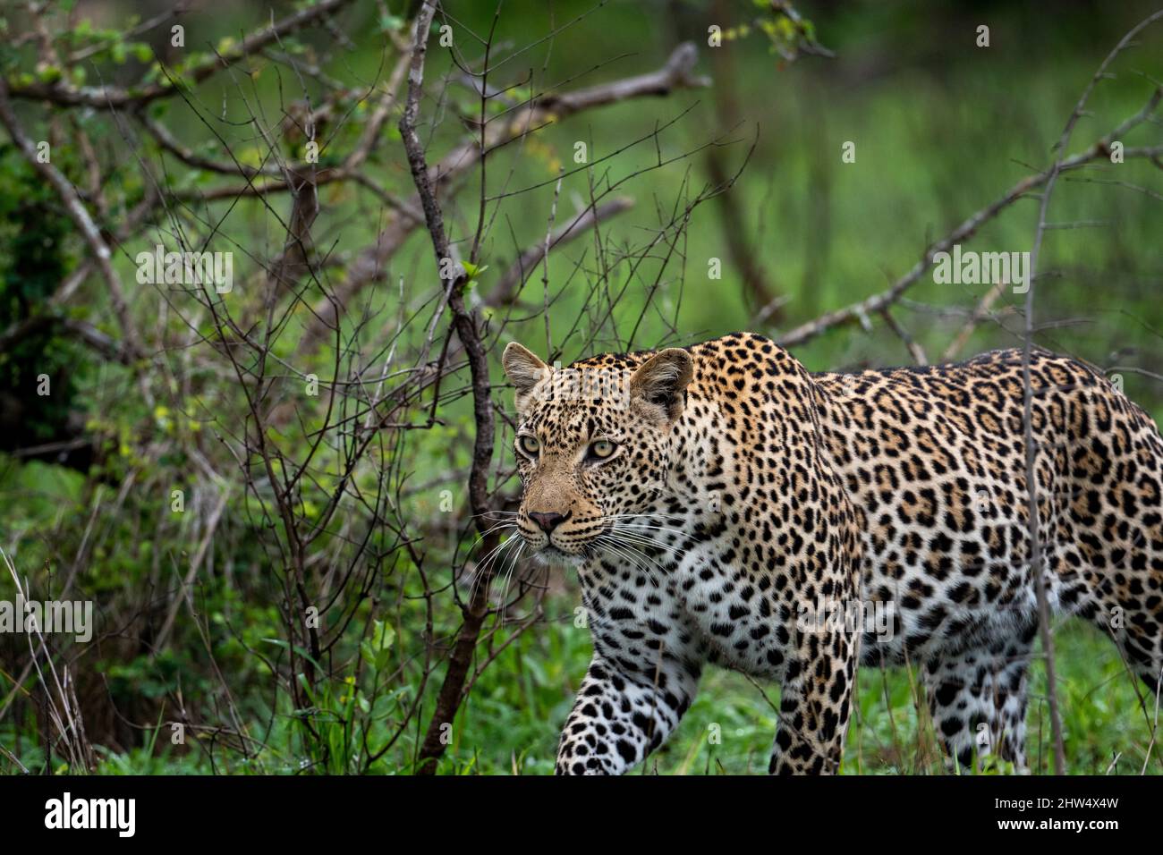 African leopard moving through the bush in South Africa Stock Photo - Alamy