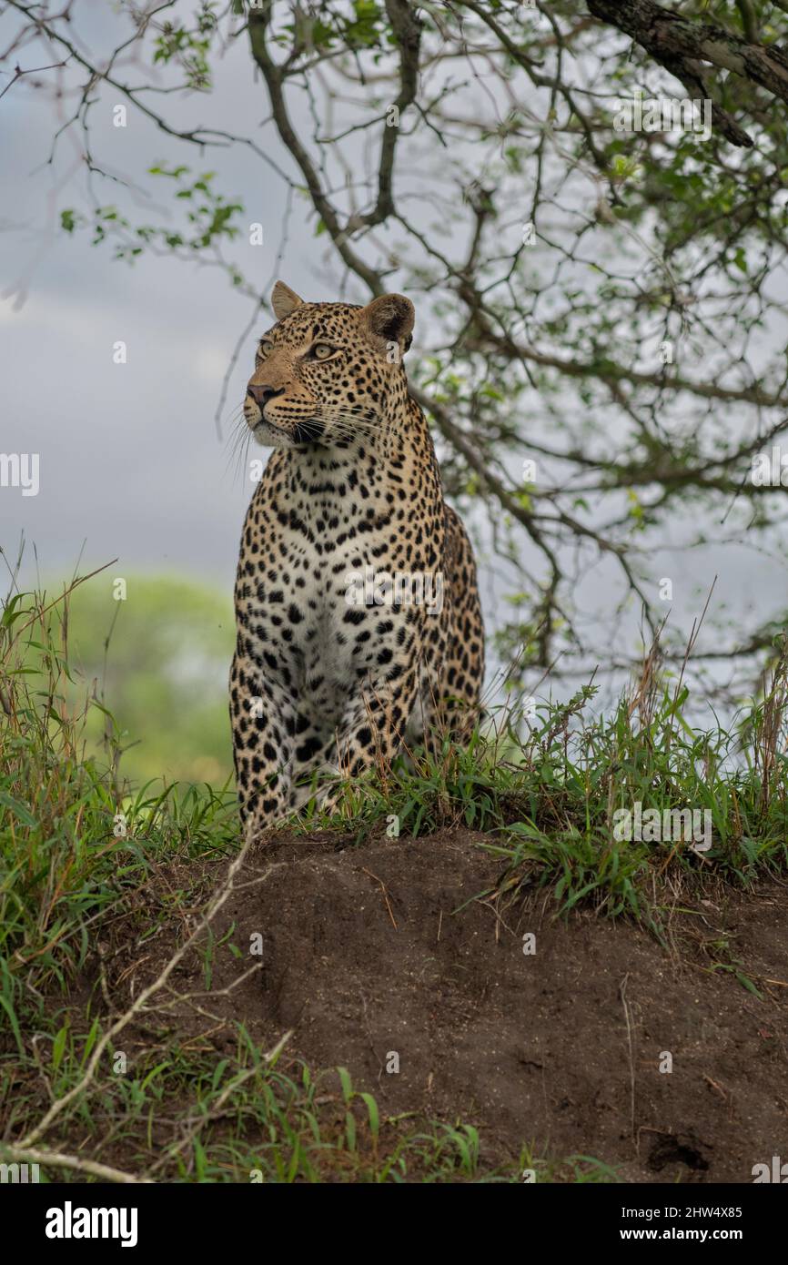 Male African leopard in the bush in Sabi Sands Game Reserve, South ...