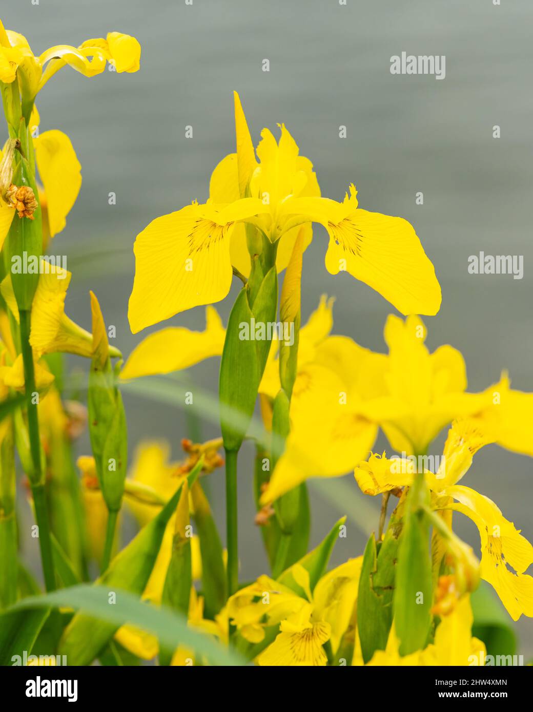 Beautiful swamp iris hi-res stock photography and images - Alamy