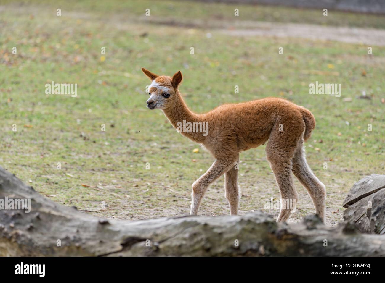 Llama cria white background hi-res stock photography and images - Alamy