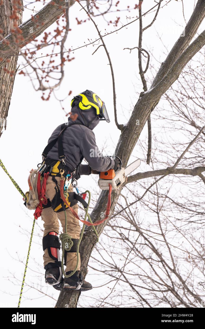 A tree surgeon cuts and trims a tree Stock Photo - Alamy