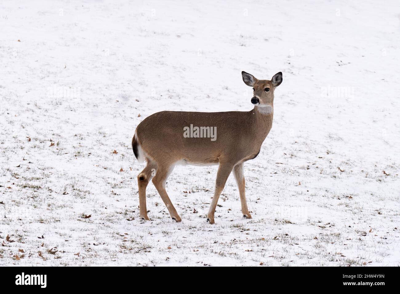 Animal winter field wild wildlife hi-res stock photography and images ...