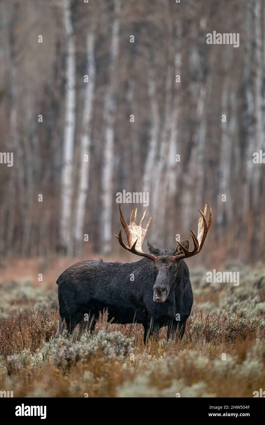 Large bull moose autumn hi-res stock photography and images - Alamy