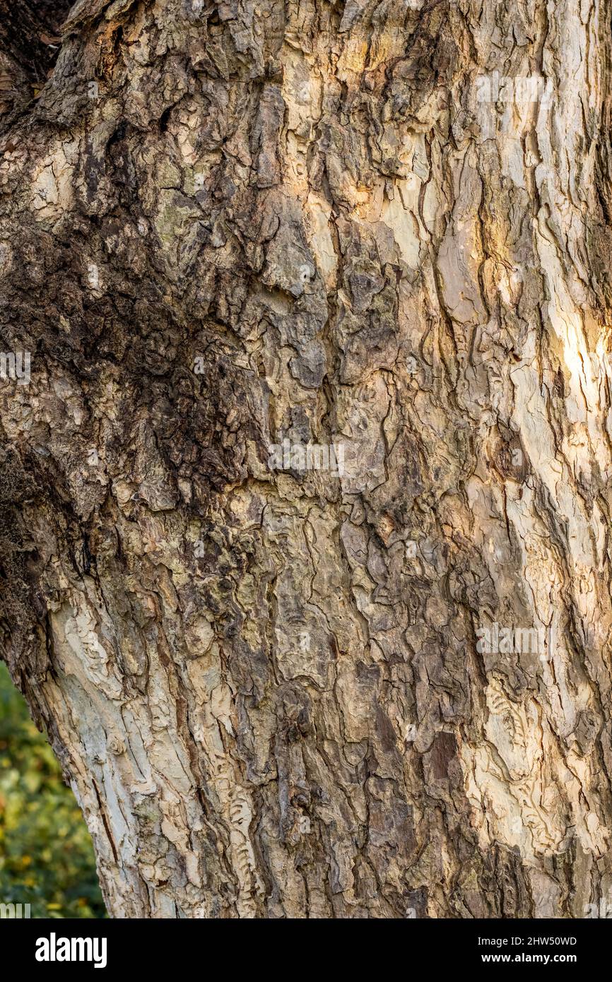 Close up vertical shot of aged big tree stump with rugged bark Stock ...