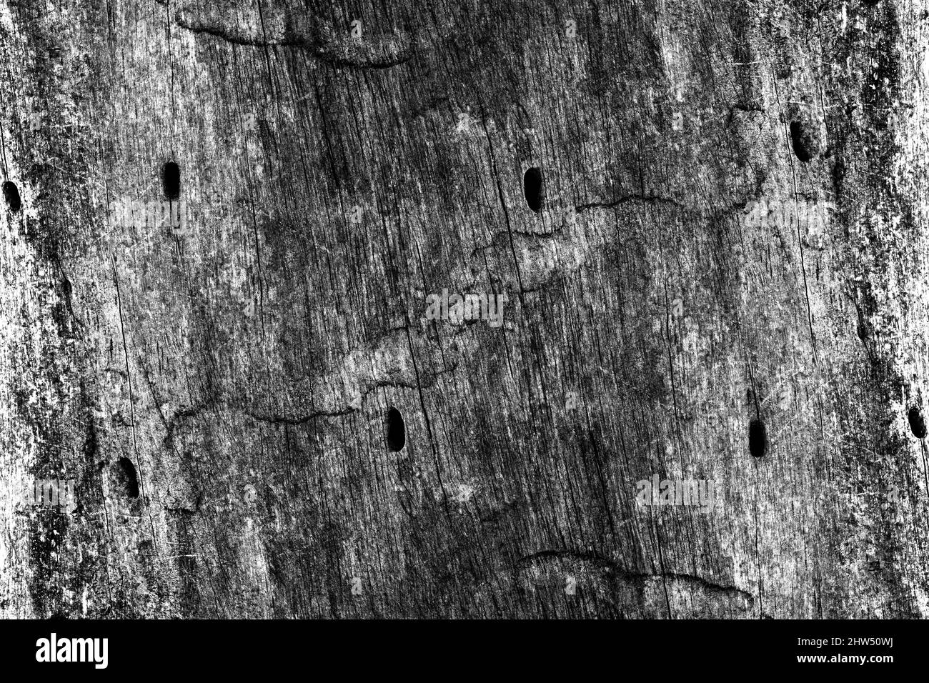 Rustic grunge textured wooden background of old dried tree stump Stock ...