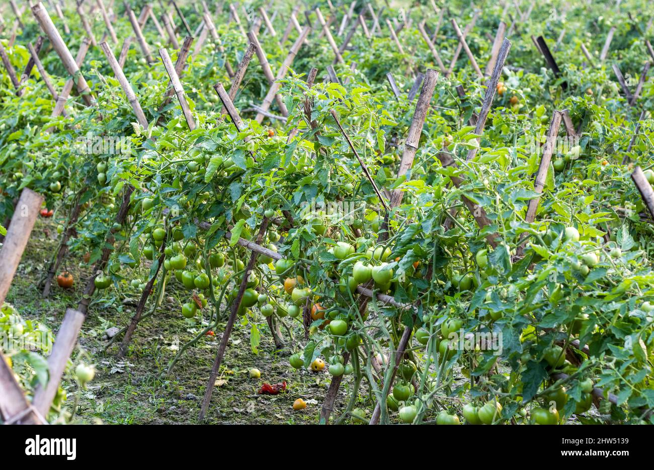 Tomato field with full of organic fresh tomatoes Stock Photo - Alamy