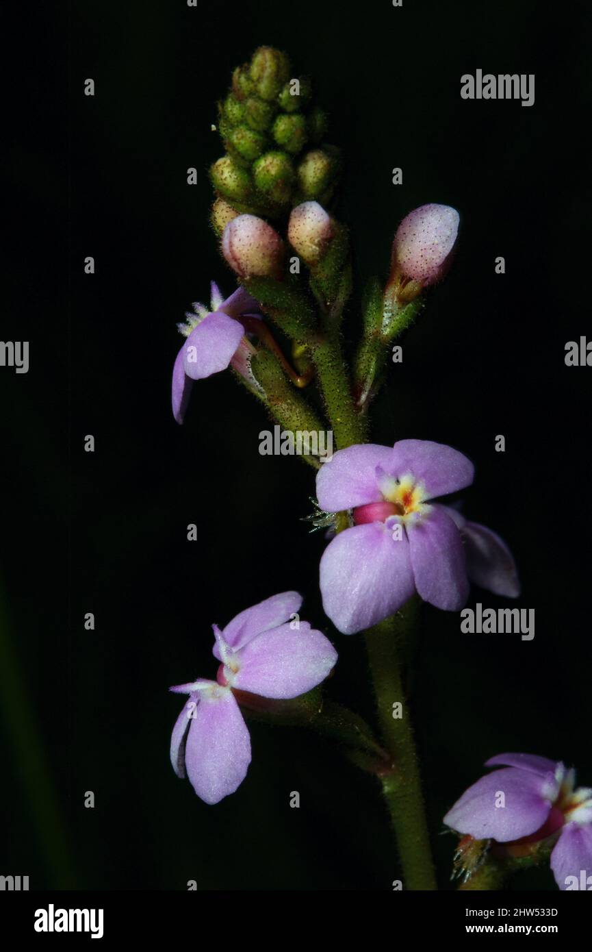 Trigger flower hi-res stock photography and images - Alamy