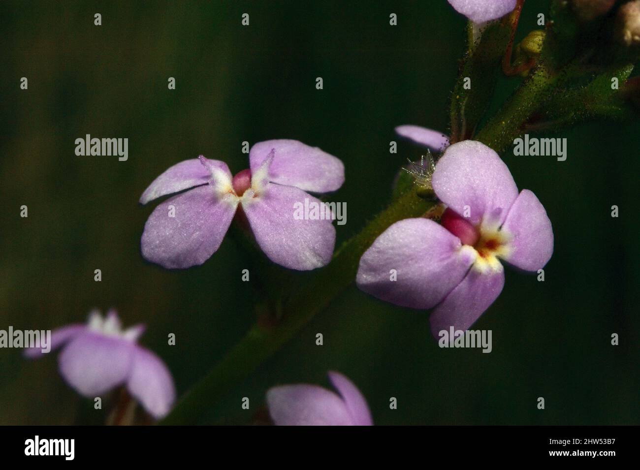Trigger flower hi-res stock photography and images - Alamy