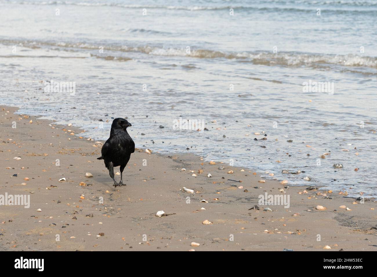 Crow walking on the beach Stock Photo - Alamy