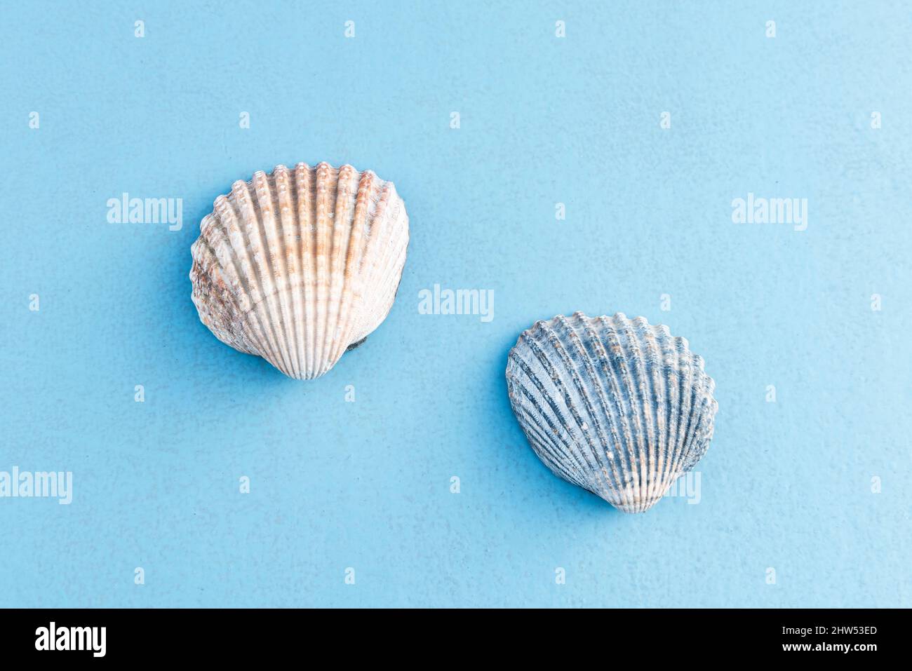 Two seashells agains light blue background Stock Photo - Alamy
