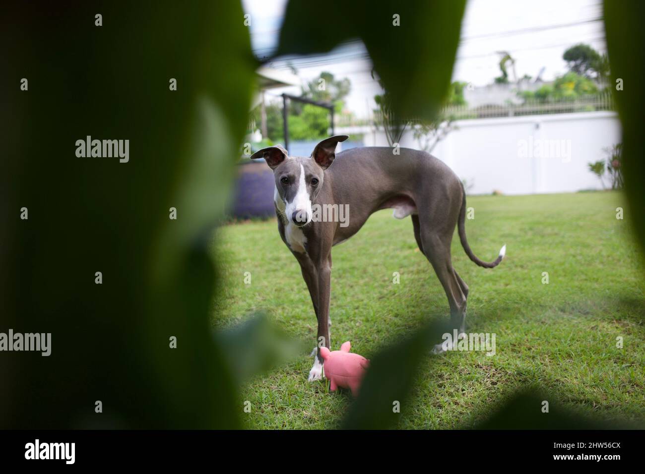 Italian greyhound hi-res stock photography and images - Alamy
