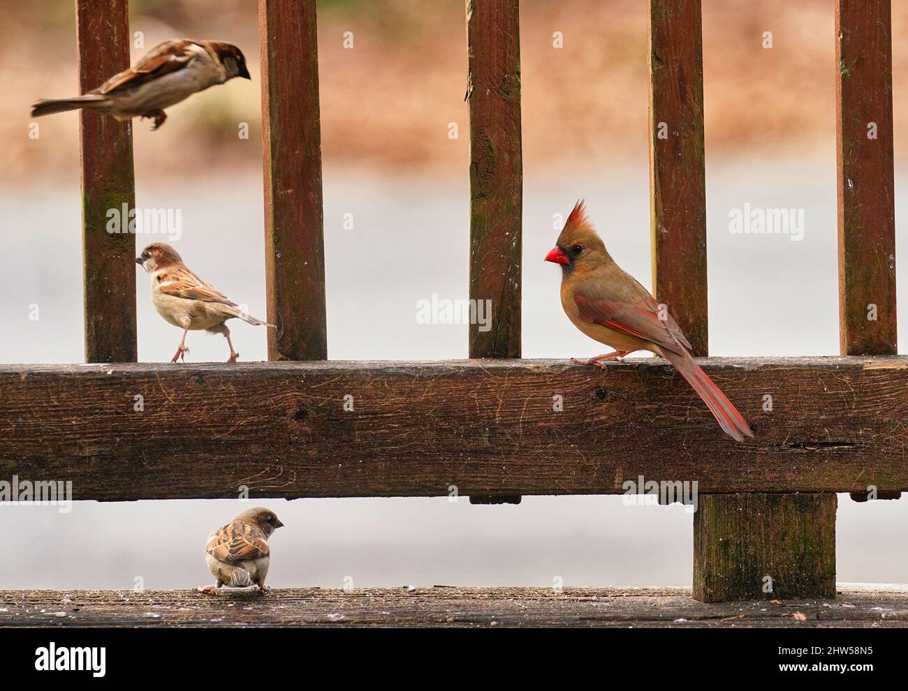 Male Northern Cardinal on the deck fence Stock Photo - Alamy