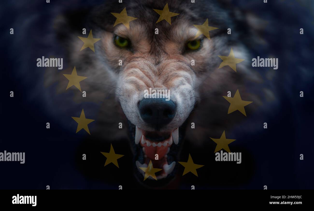 European union flag projected onto the muzzle of a wolf Stock Photo - Alamy