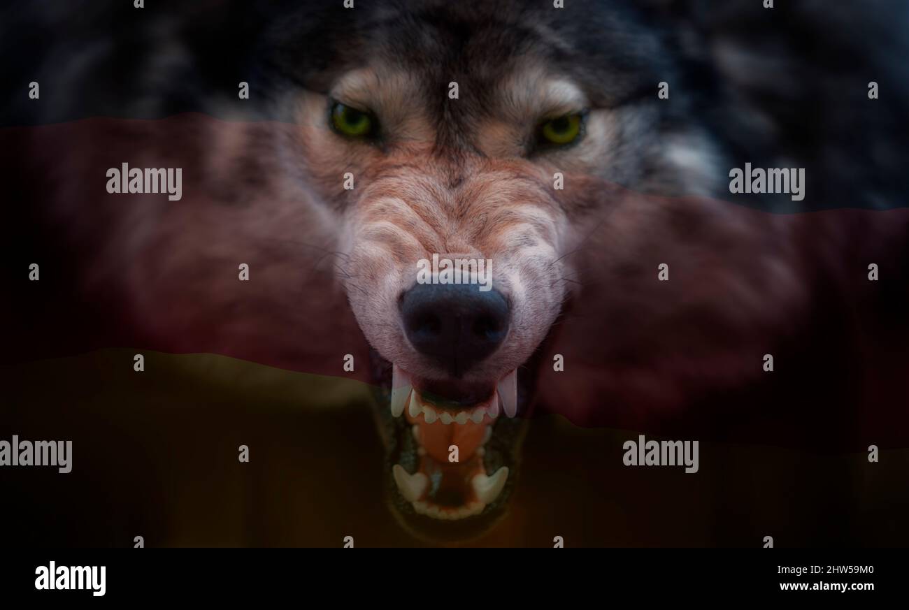 National Flag of Germany projected onto the muzzle of a wolf Stock ...