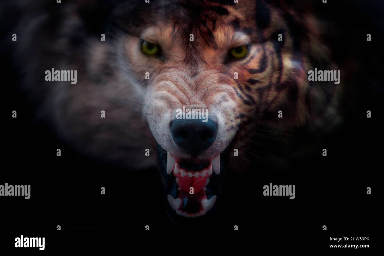 Half tiger and wolf portrait collage Stock Photo - Alamy