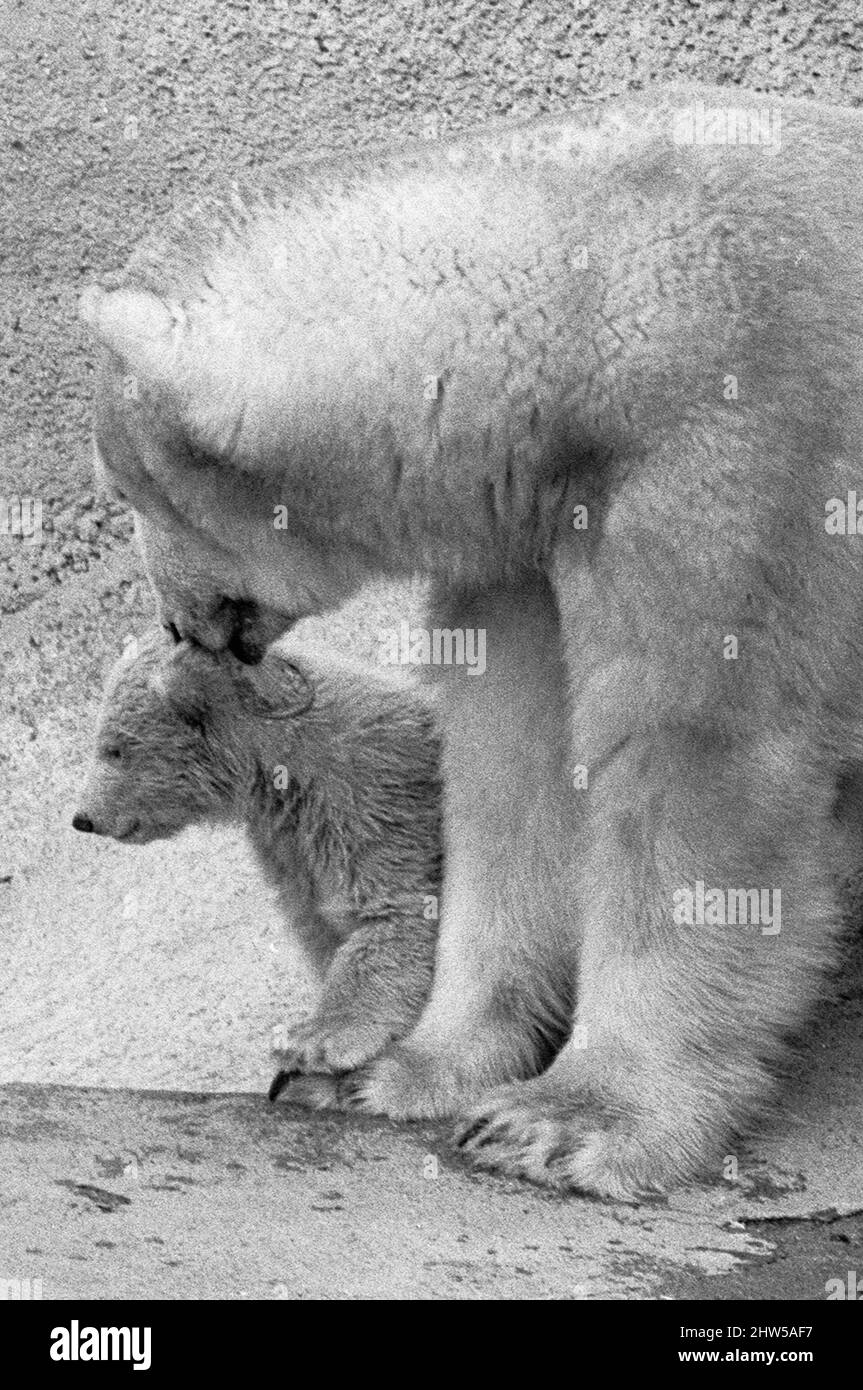 Pipaluk the polar bear cub ventures out of his private den on to the ...