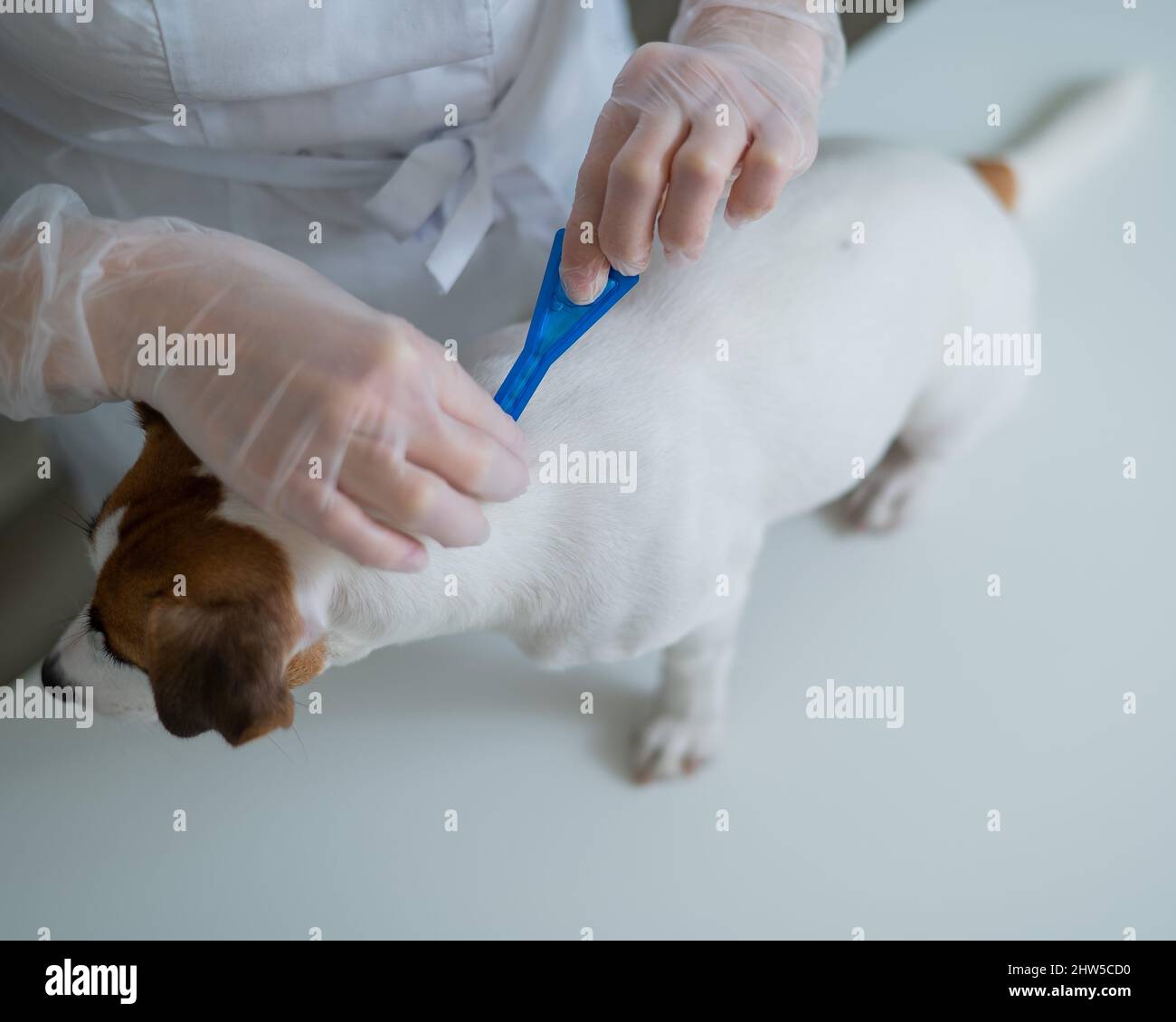 Vet treating a dog hi-res stock photography and images - Alamy