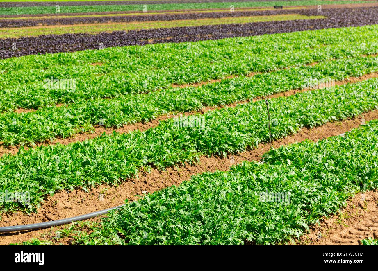 Farm field planted with arugula Stock Photo - Alamy