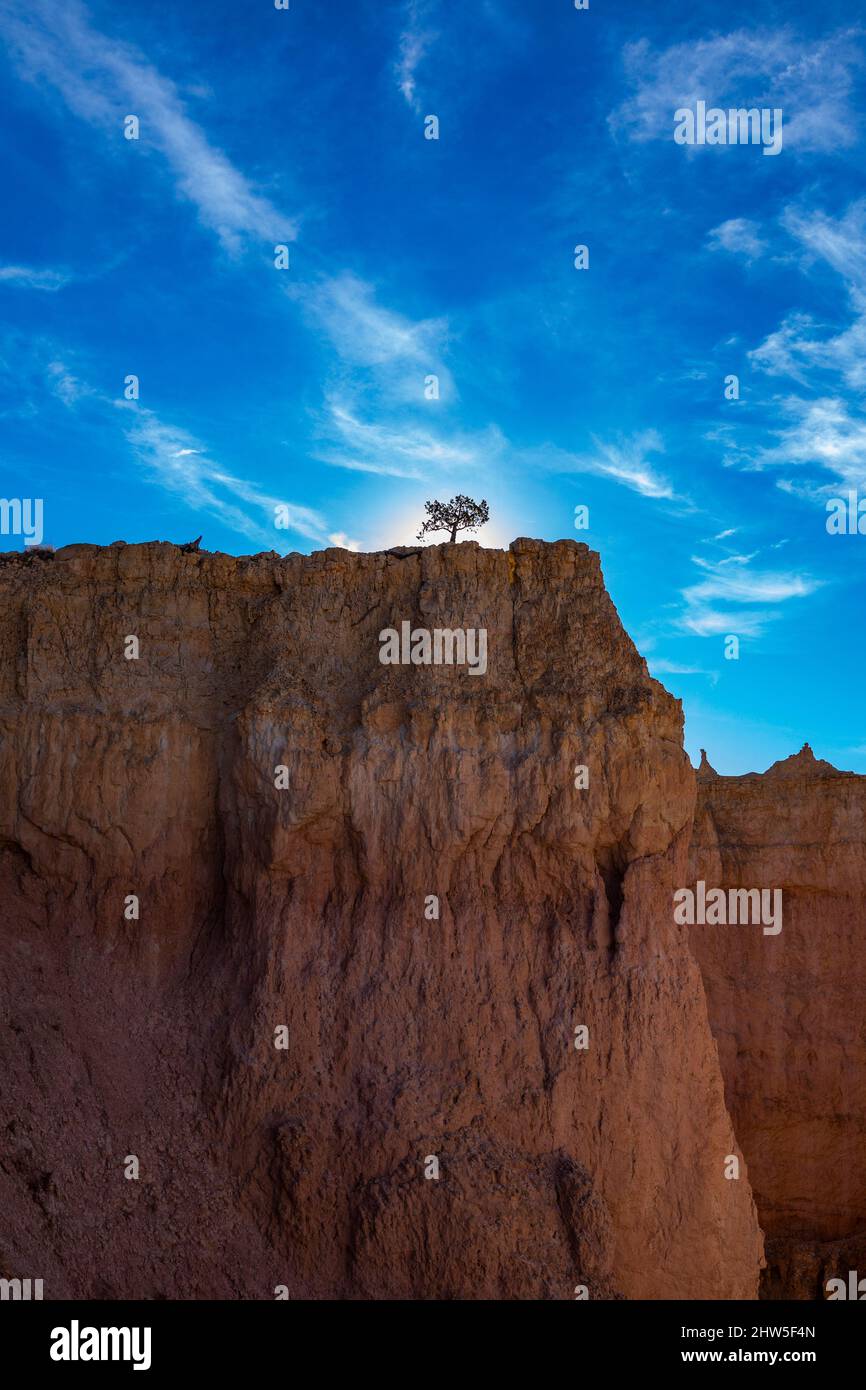 United States, Utah, Bryce Canyon National Park, Single tree on canyon ...