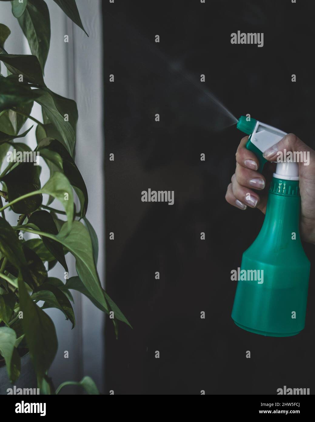 Woman uses sprayer for spraying house plants Stock Photo - Alamy