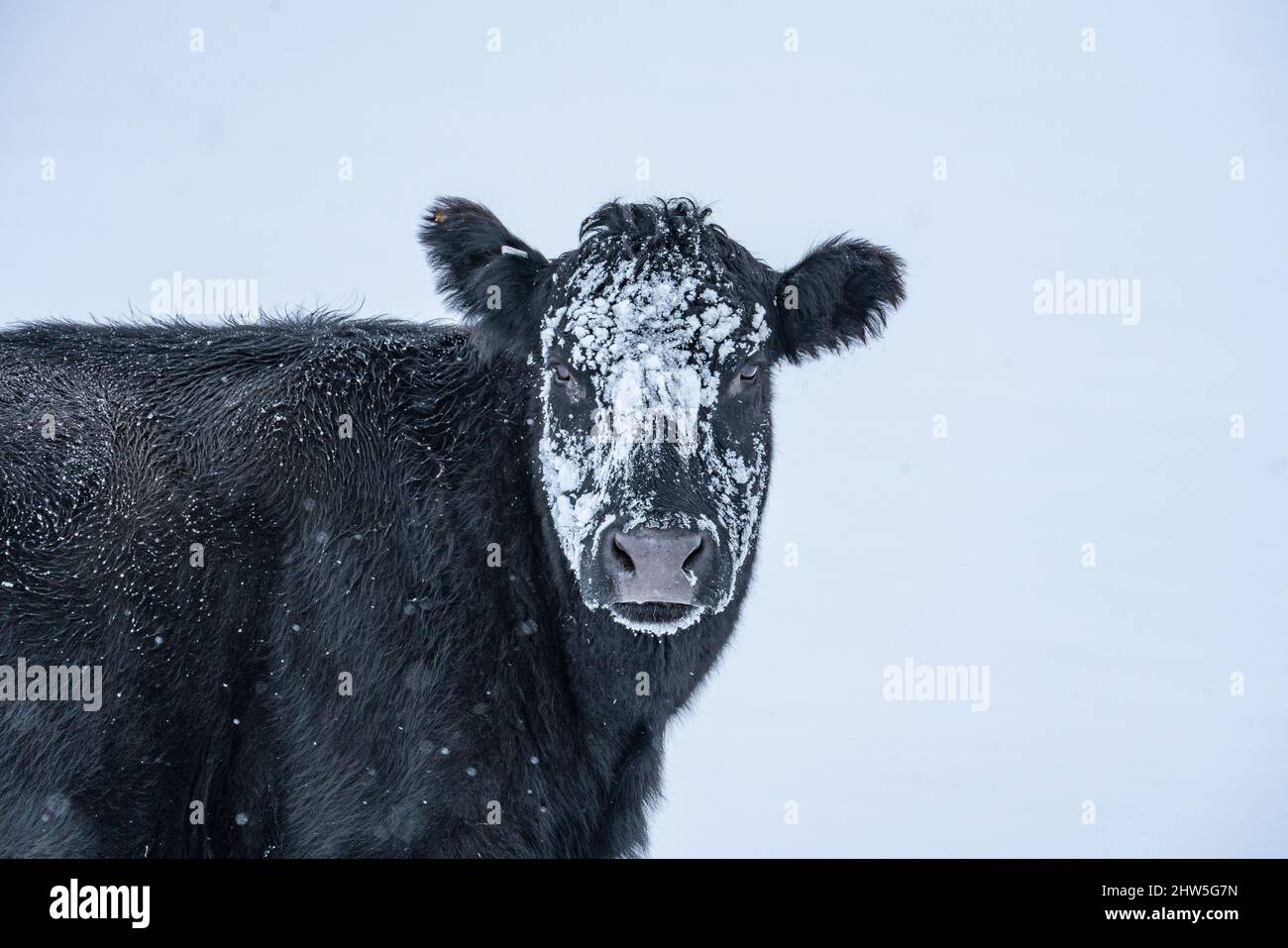 United States, Idaho, Bellevue, Cow with snow on its head in winter ...