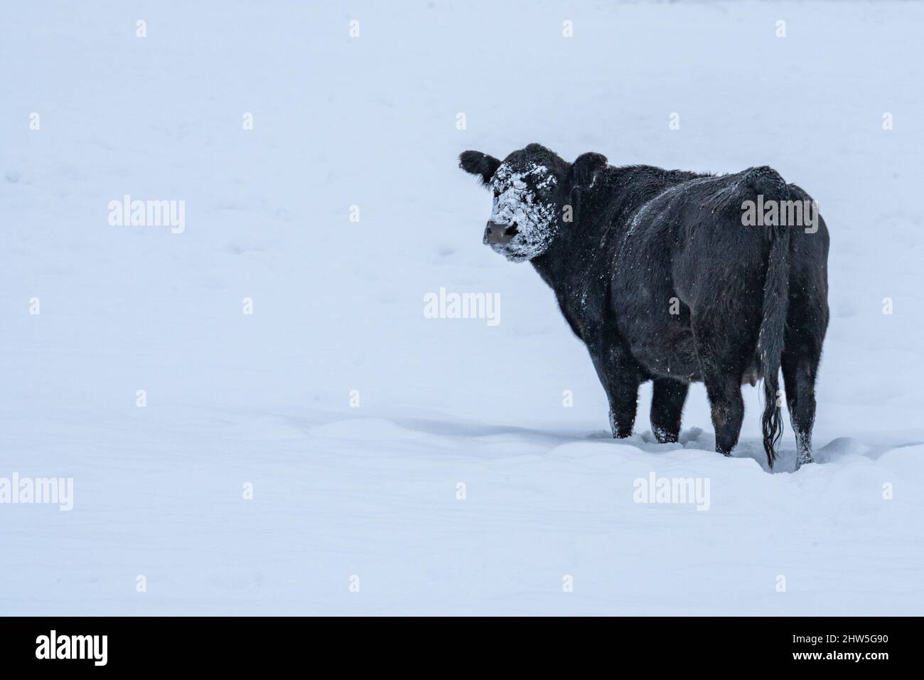 United States, Idaho, Bellevue, Cow with snow on its head in winter ...