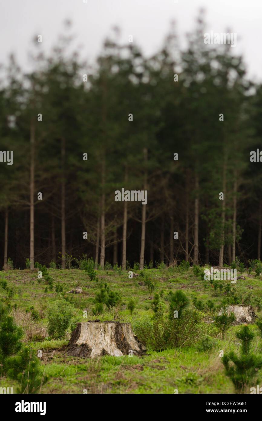 Just off the highway between Concepcion and Coronel, Chile, pine trees ...