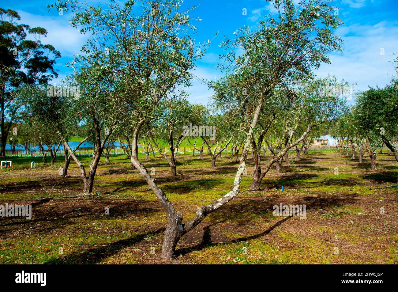 Olive Groves - Western Australia Stock Photo - Alamy