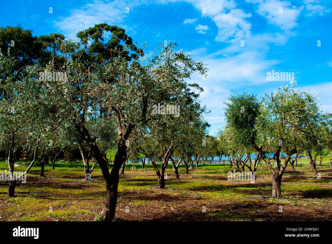 Arbequina olive tree hi-res stock photography and images - Alamy