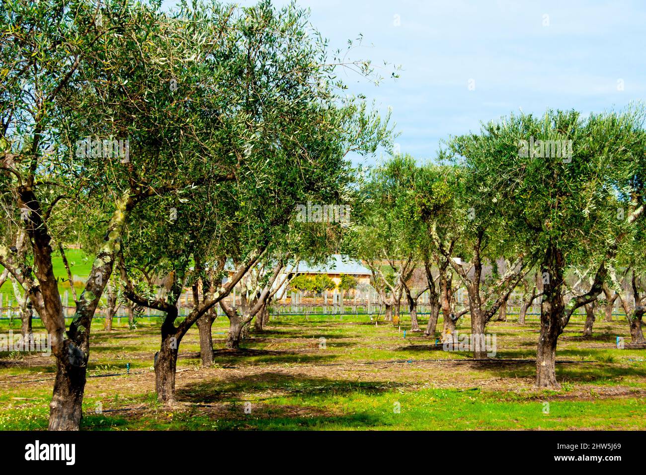 Olive Groves - Western Australia Stock Photo - Alamy