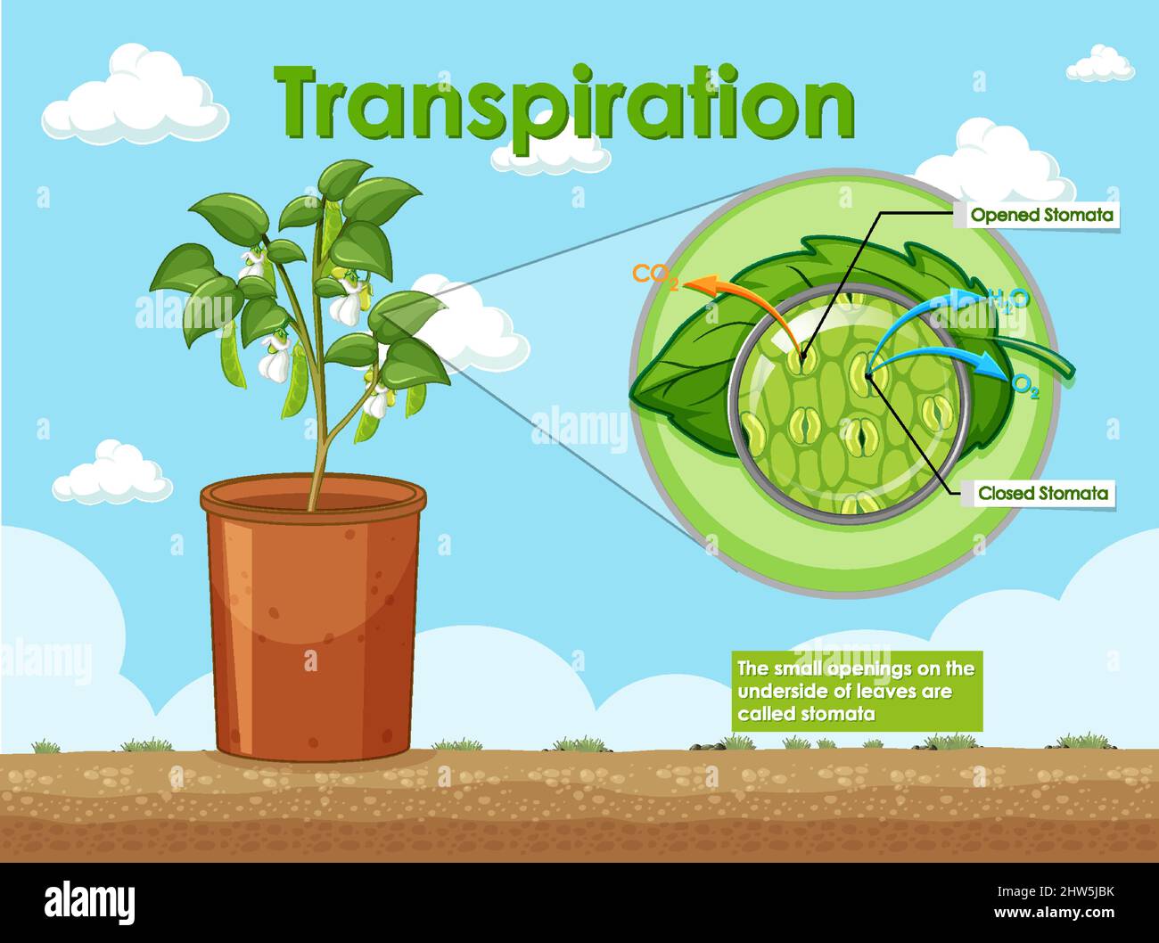 Diagram of transpiration in plant illustration Stock Vector Image & Art ...