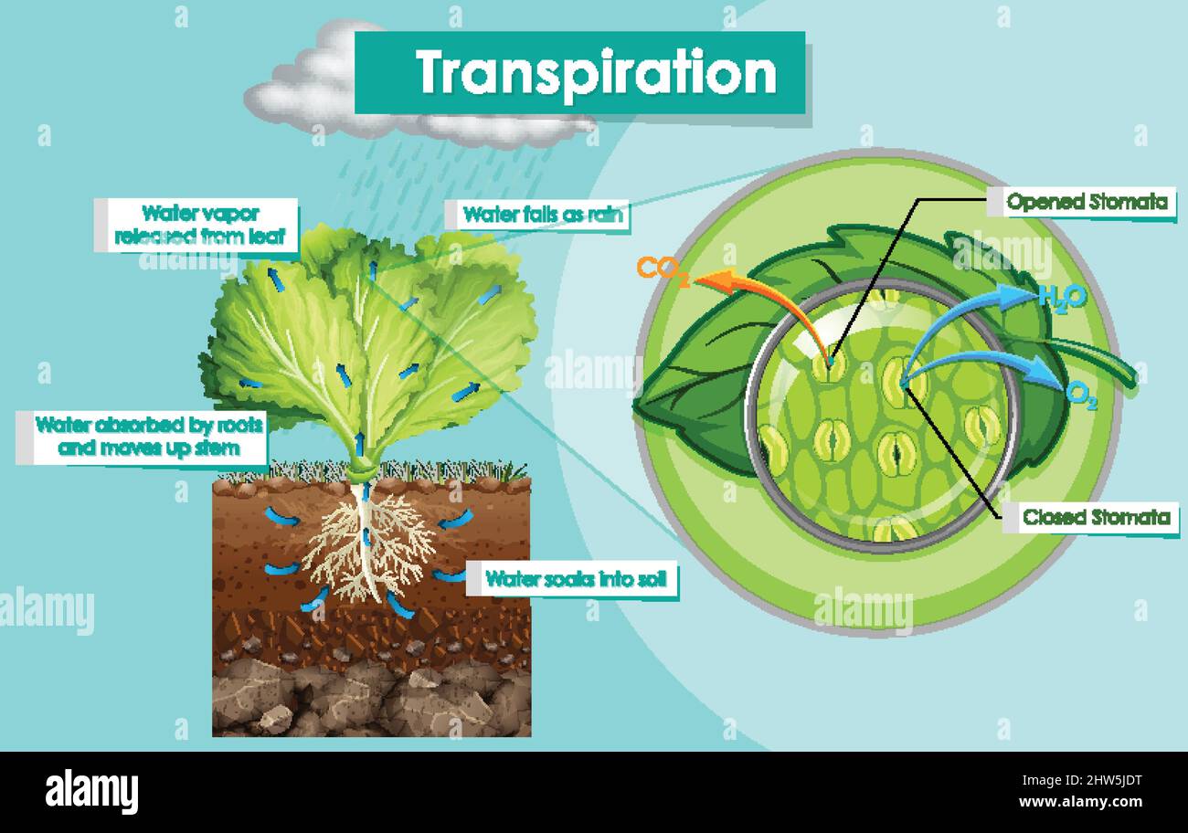 Diagram showing transpiration plant illustration Stock Vector Image ...