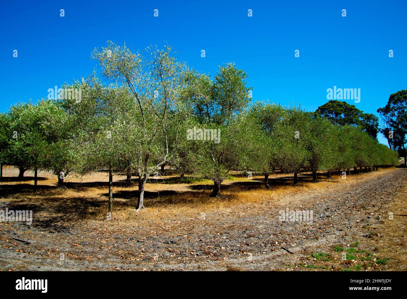 Olive Groves - Western Australia Stock Photo - Alamy