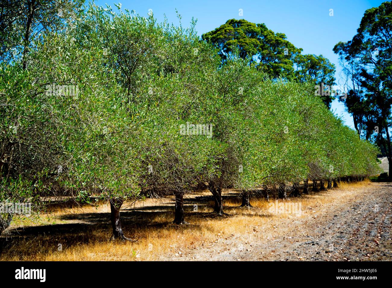 Olive Groves - Western Australia Stock Photo - Alamy