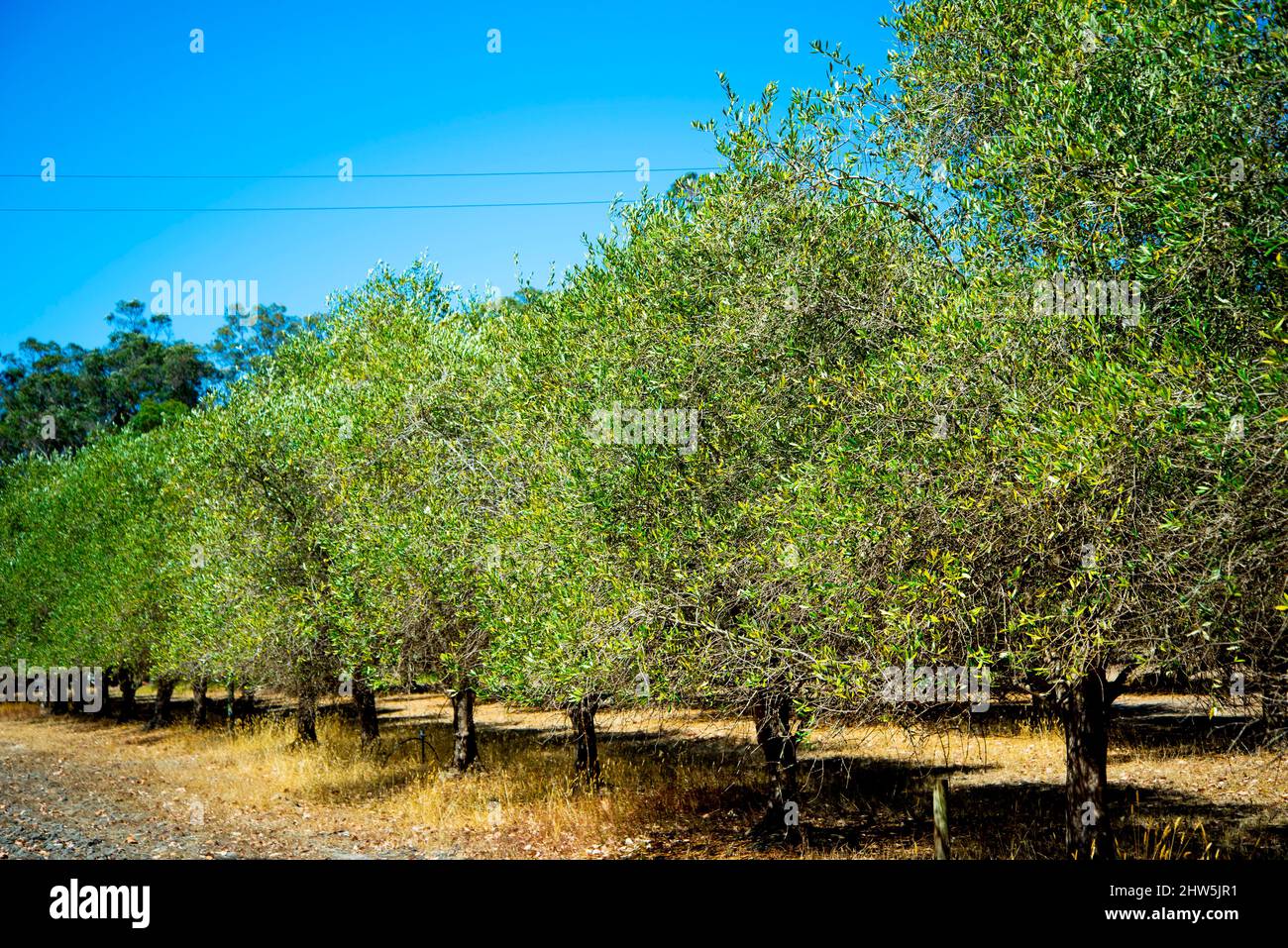 Olive grove tree hi-res stock photography and images - Alamy
