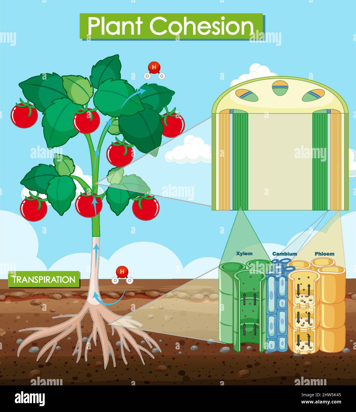 Diagram showing plant cohesion illustration Stock Vector Image & Art ...